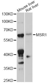 MSR1 Polyclonal Antibody - tcba4230 - Taiclone